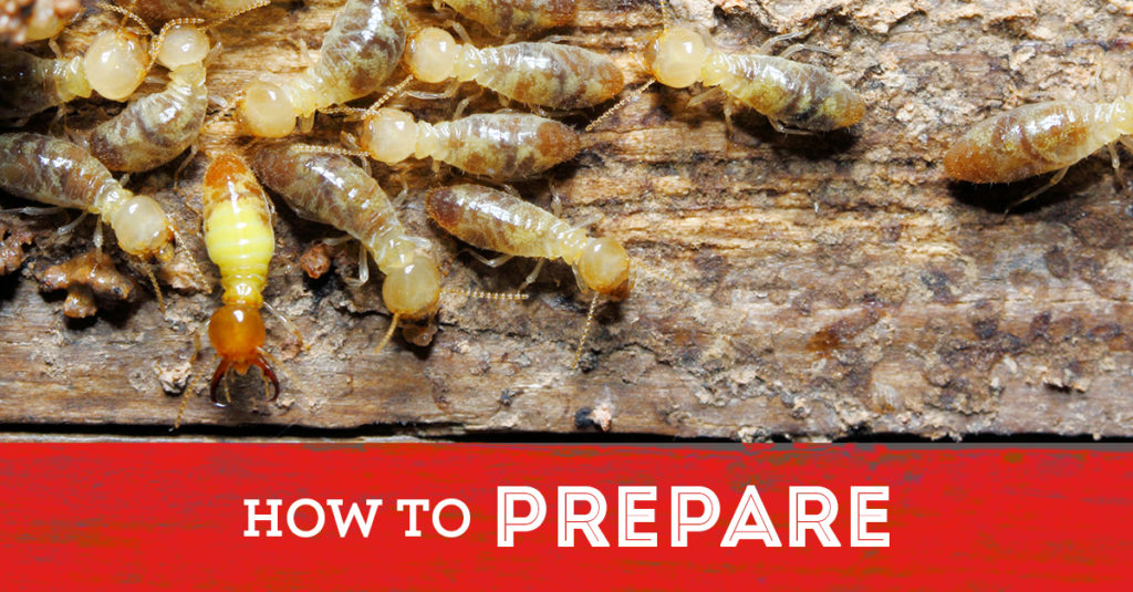 How to Best Prepare For Termite Season | The Bug Man
