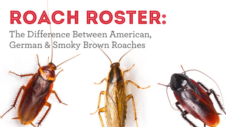 Roach Roster: The Difference Between Different Roaches Roach Roster: The Difference Between Different Roaches