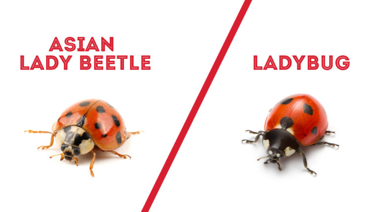 Asian Lady Beetles: How to Manage an Invasion