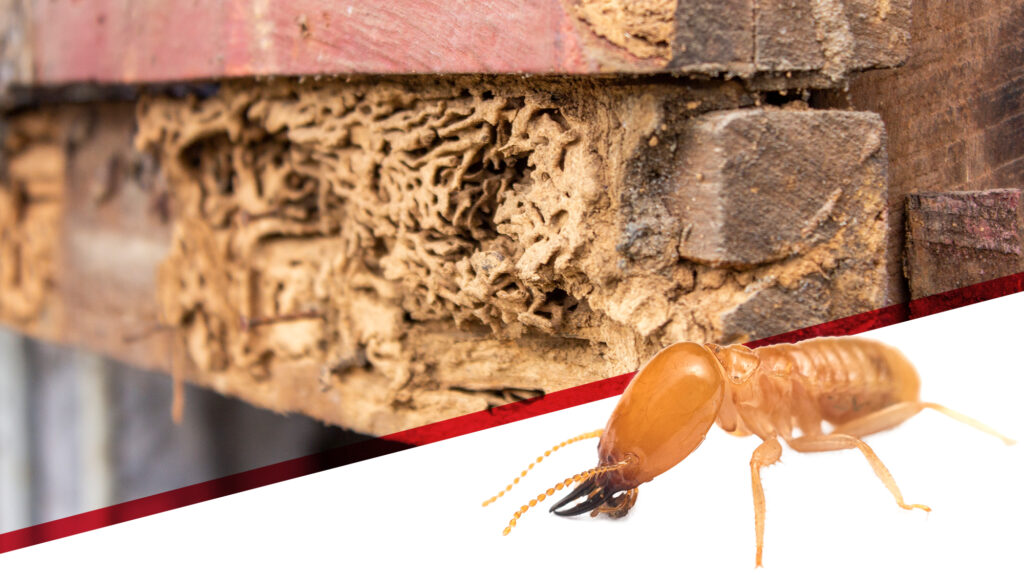 Importance of Termite Protection - Choose the Right Provider