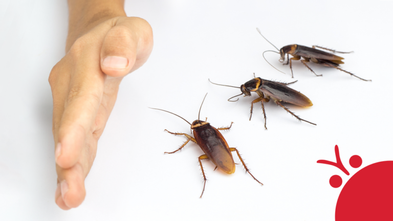 Get Rid of Roaches Fast | Expert Roach Control in Louisiana