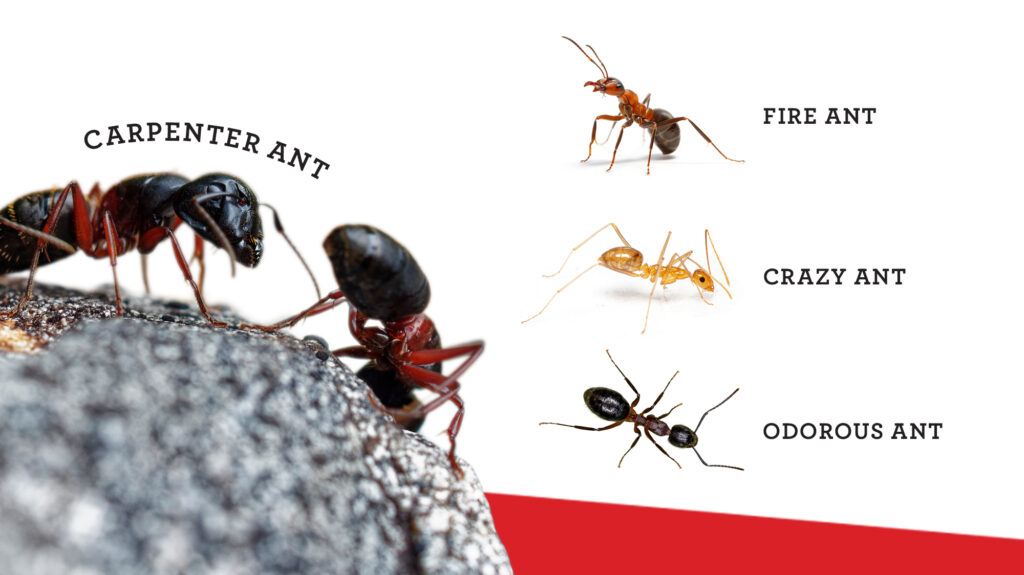 Ant Identification: Spot Common Ant Species in Your Home