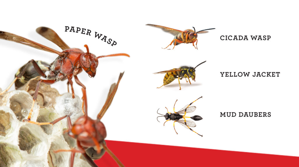 Wasp Identification: Buzz Off! Know Your Local Wasps in Louisiana